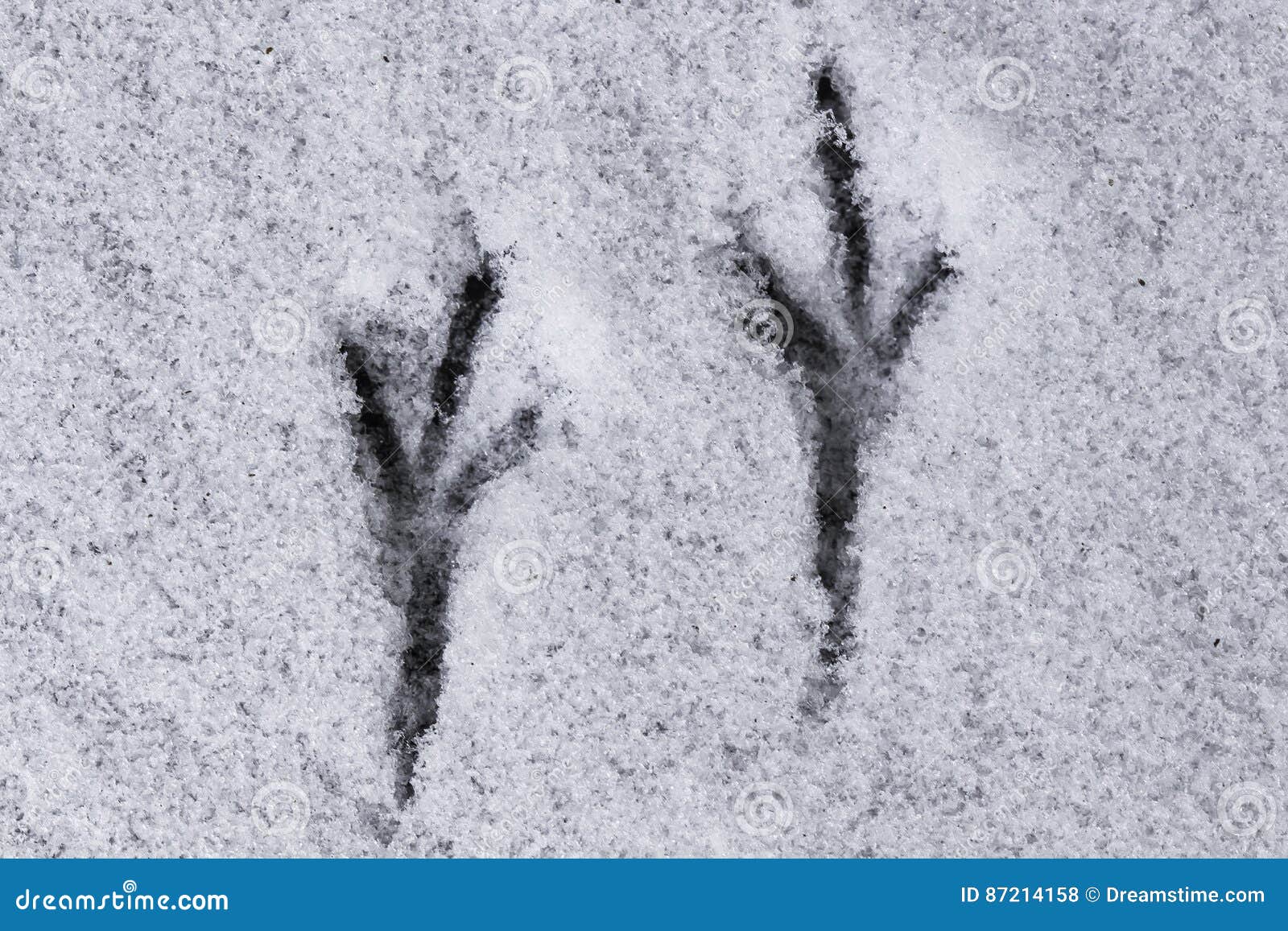 Bird Tracks in Snow stock photo. Image of portrait, woods - 87214158