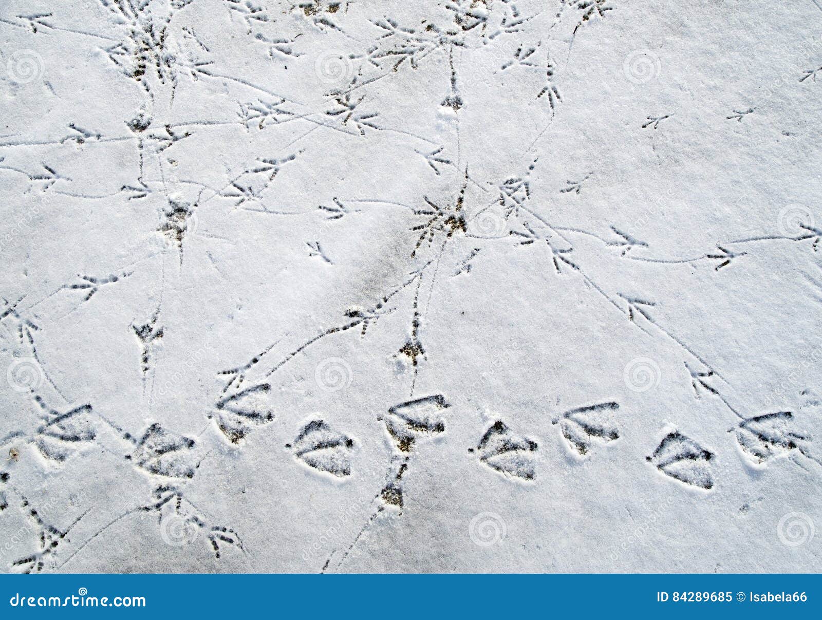 Bird Tracks in the Snow on the Beach Stock Image - Image of background ...