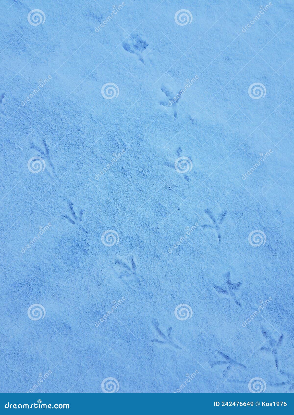 Bird tracks in the snow stock image. Image of december - 242476649