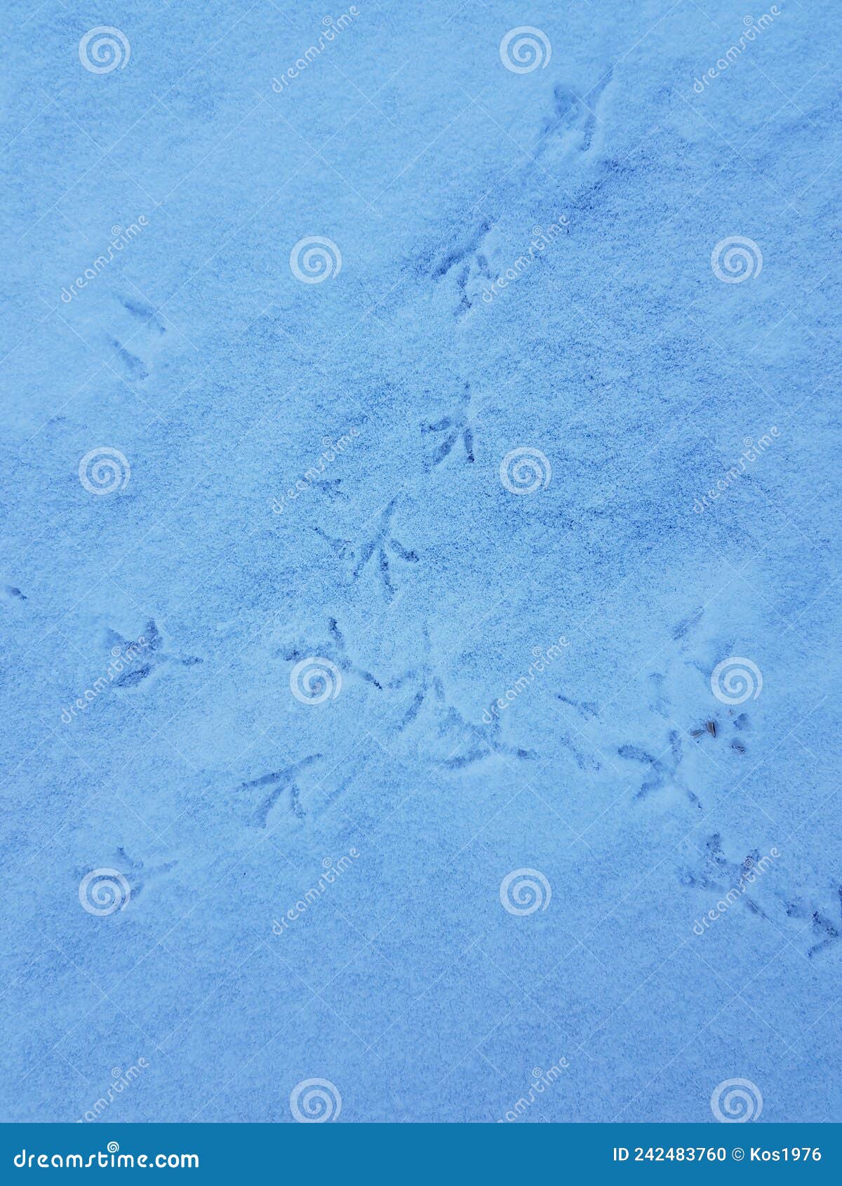Bird tracks in the snow stock photo. Image of branch - 242483760