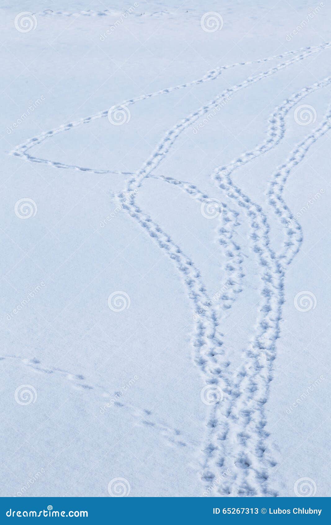 Bird tracks in snow stock image. Image of footstep, traces - 65267313