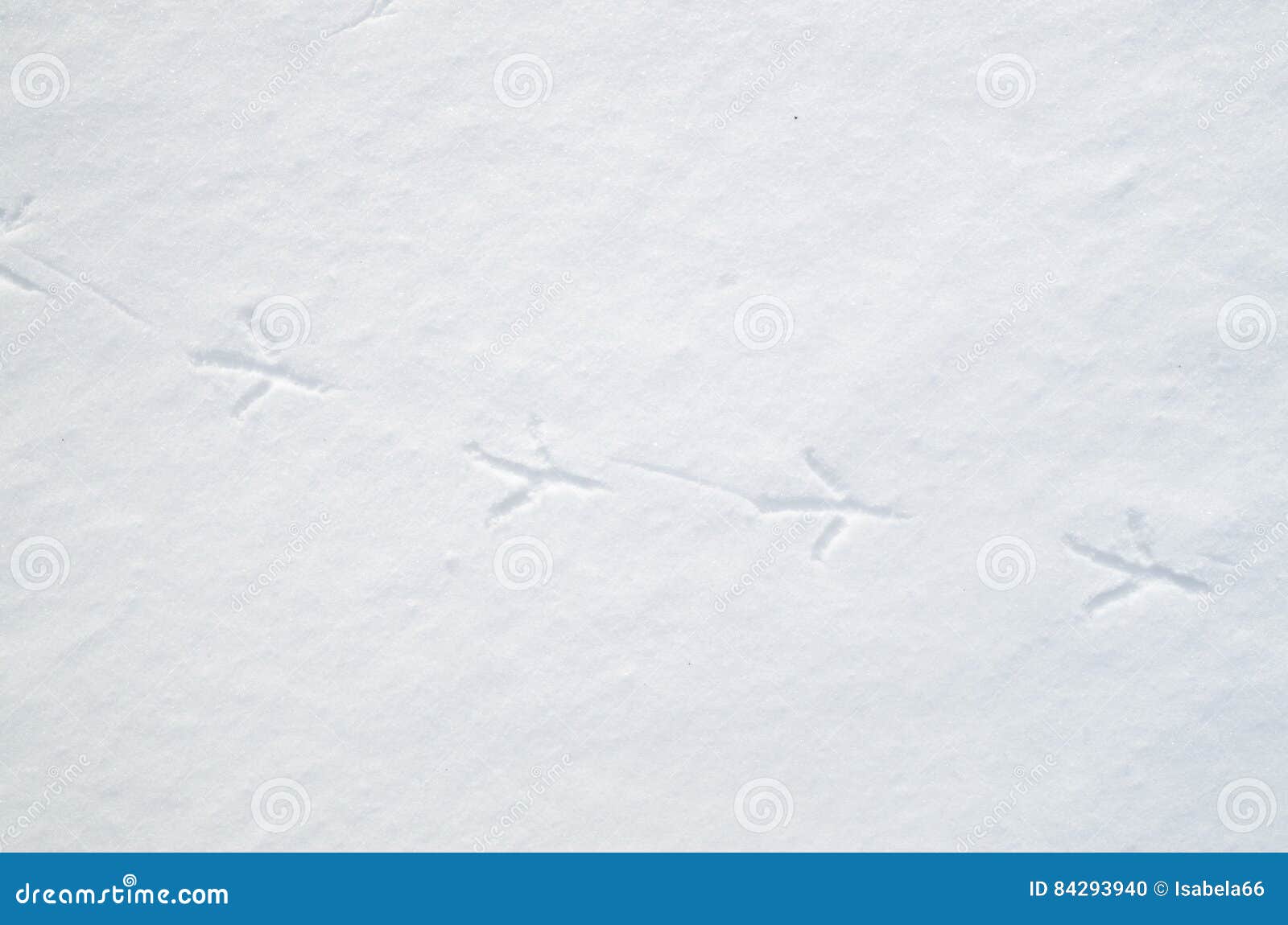 Bird Tracks in Snow in Winter Stock Photo - Image of snow, direction ...