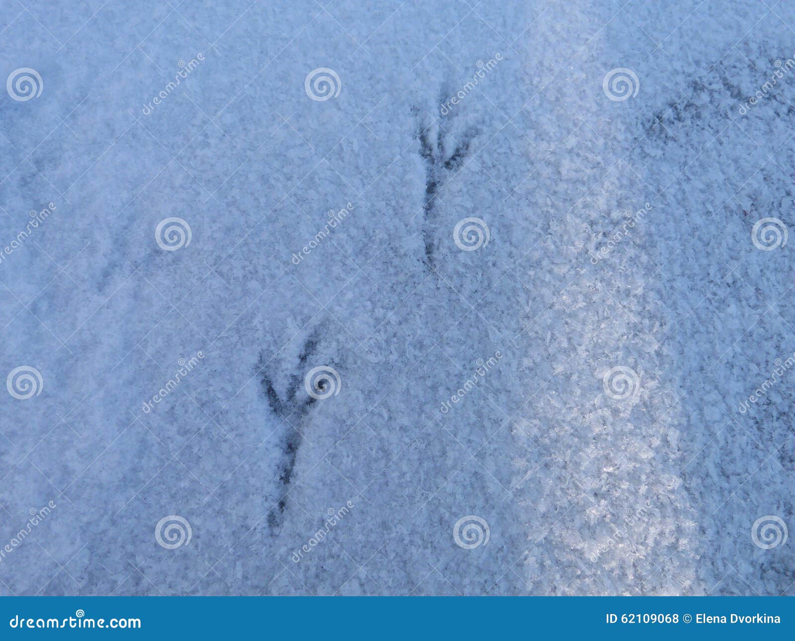 Bird tracks stock photo. Image of winter, bird, tracks - 62109068
