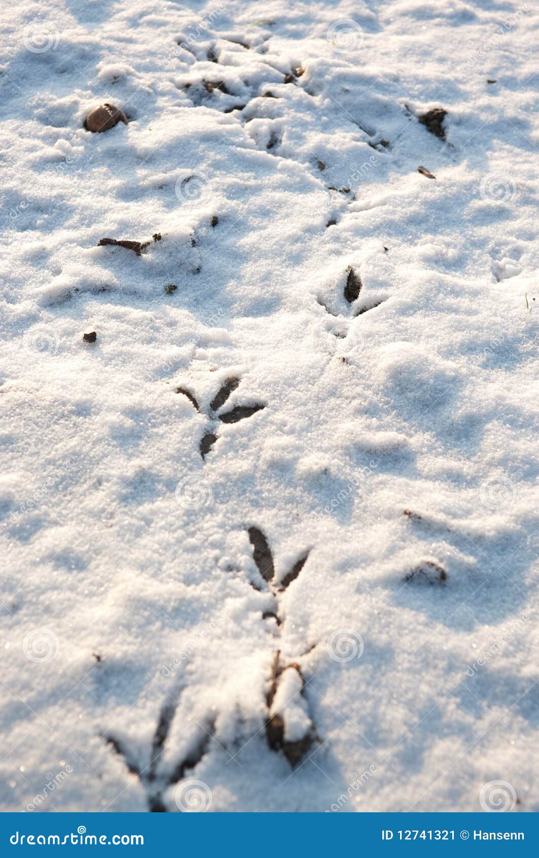 Bird trail in snow stock image. Image of snow, path, foot - 12741321