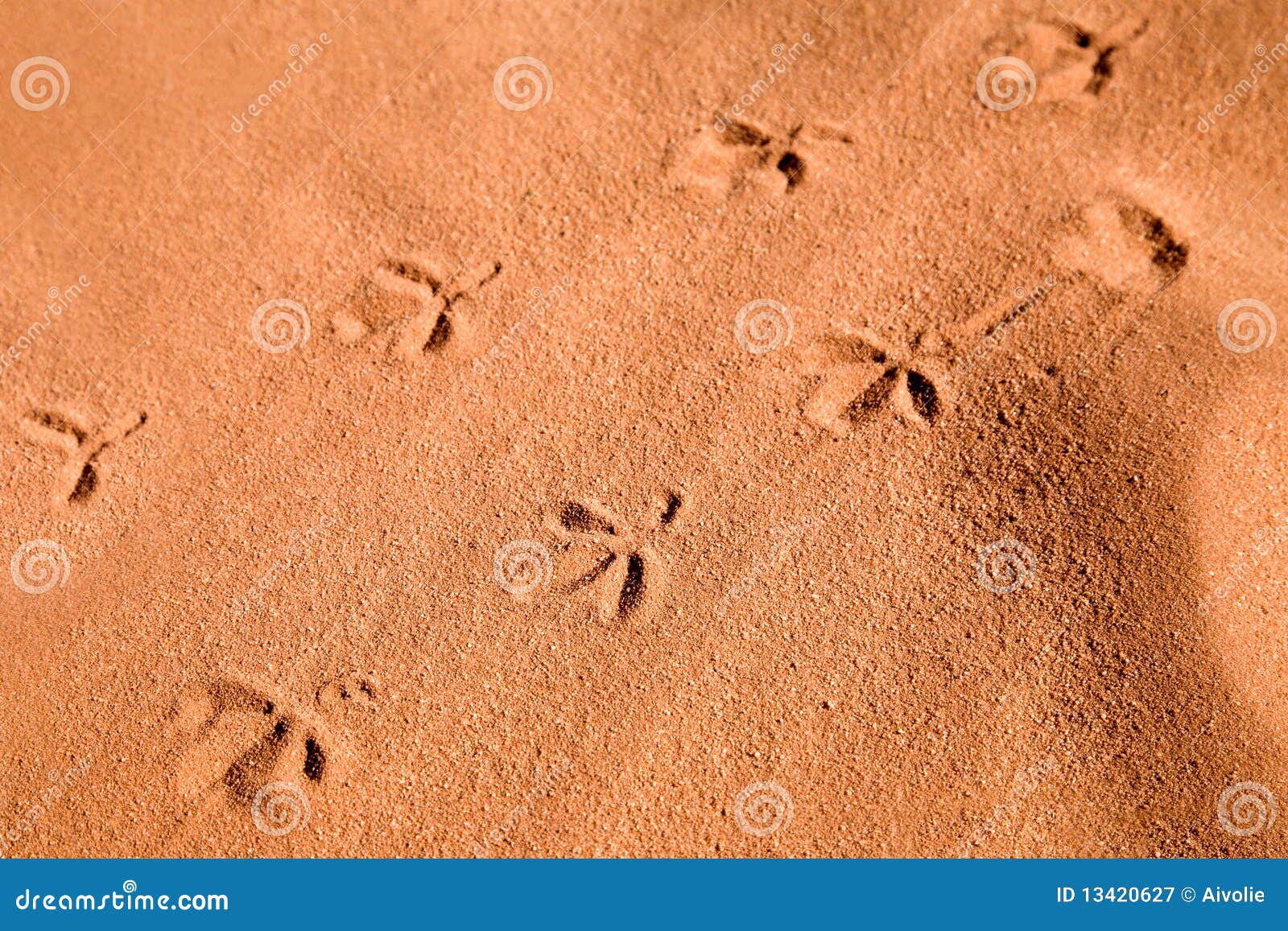Bird trails on red sand stock image. Image of macro, ripple - 13420627