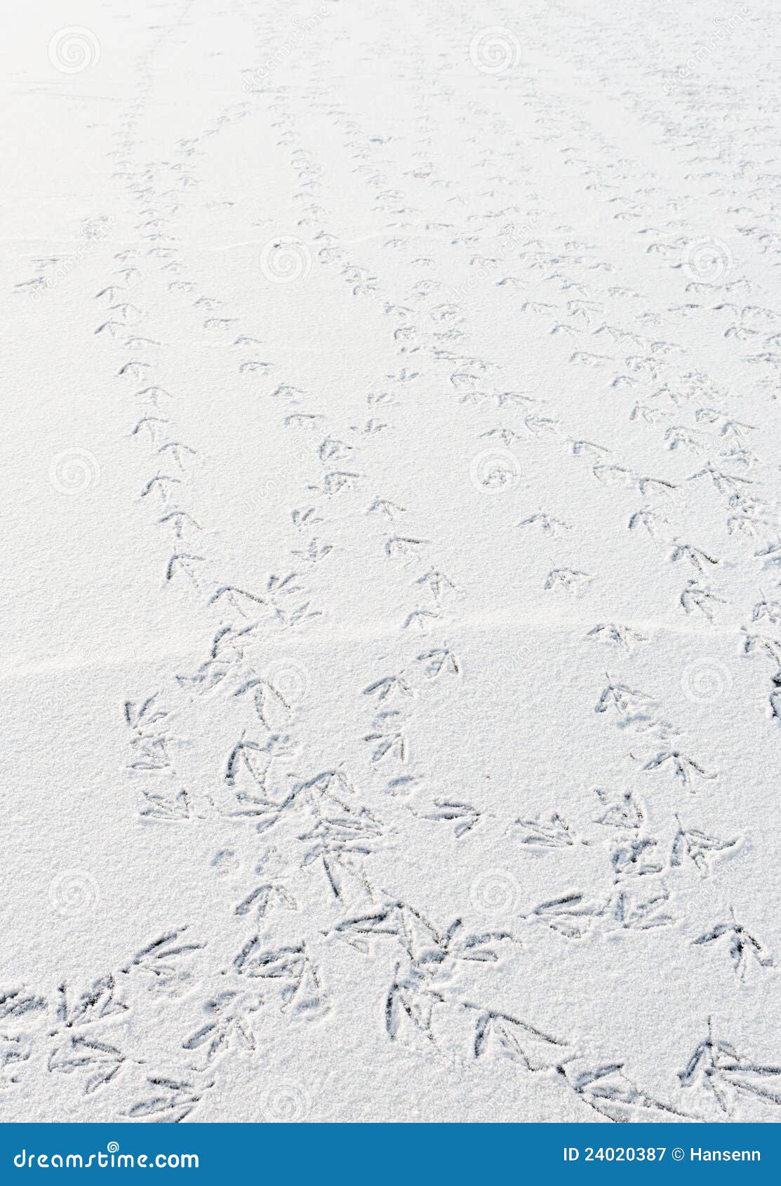 Bird trails in snow stock image. Image of white, walk - 24020387