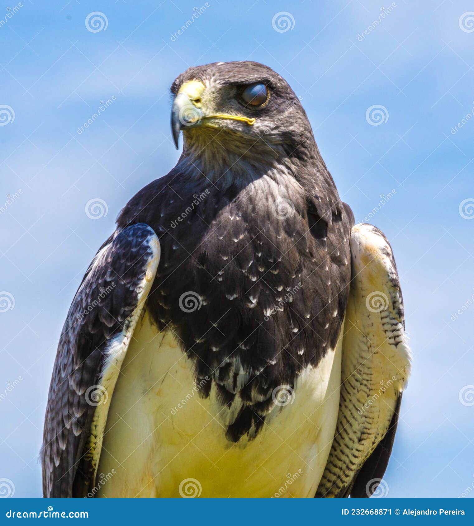 Bird Trained Bird of Prey Falconry Stock Image - Image of aeroplane ...