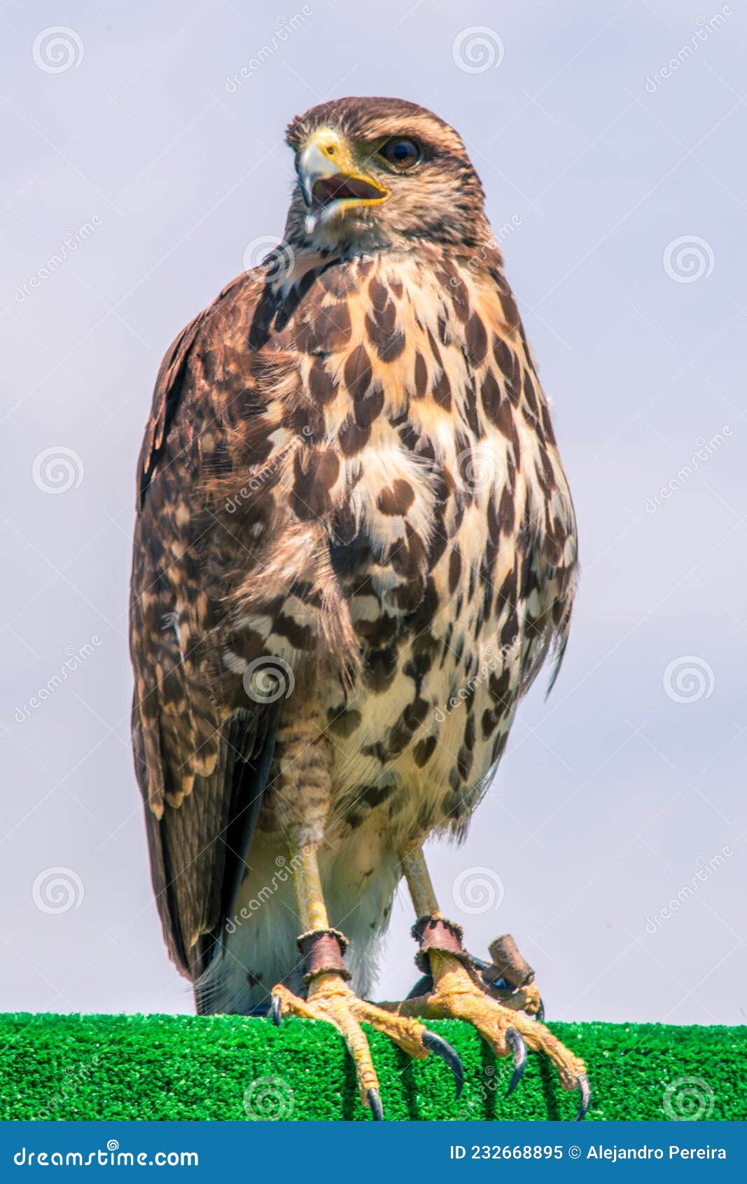 Bird Trained Bird of Prey Falconry Stock Image - Image of aeroplane ...