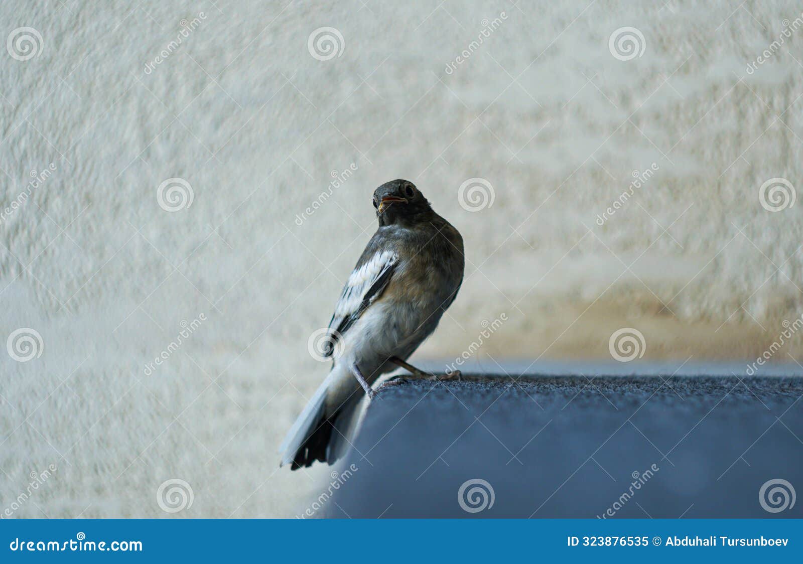 A Bird Trapped Behind a Window Stock Image - Image of wildlife ...