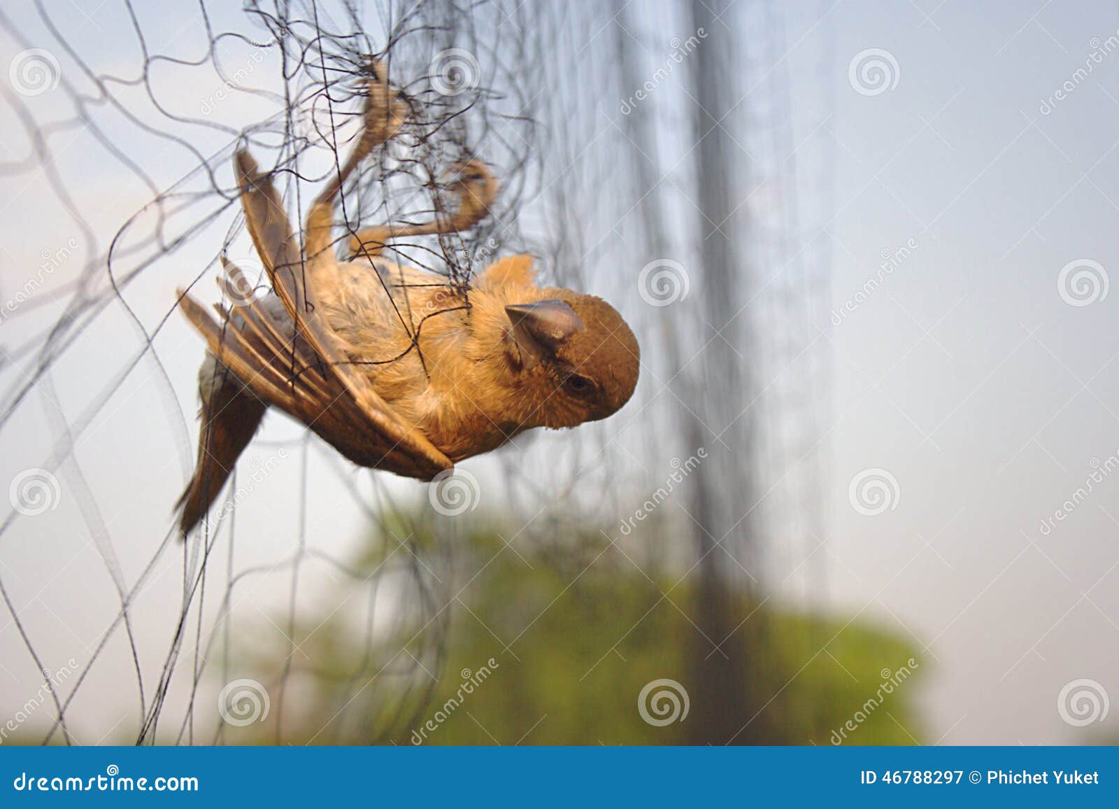 Bird stock image. Image of bird, wood, birds, poultry - 46788297