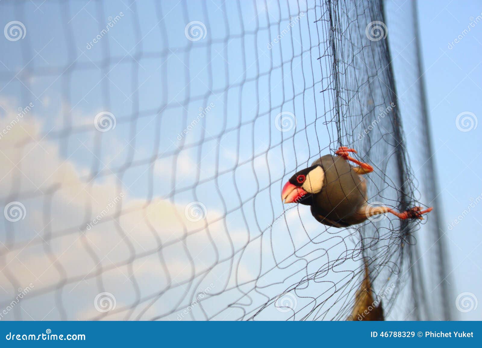 Bird stock image. Image of beak, trapped, bird, poultry - 46788329