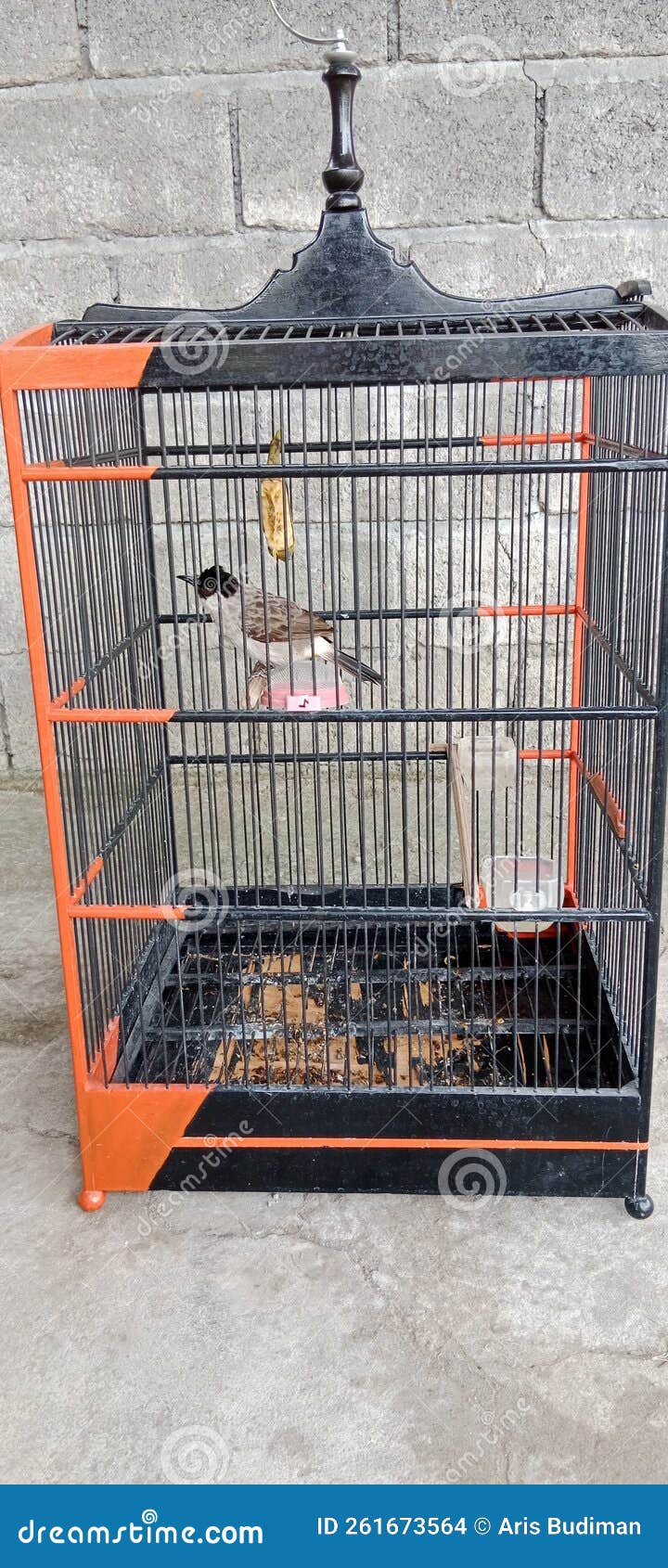 Bird trapped in a cage stock photo. Image of furniture - 261673564