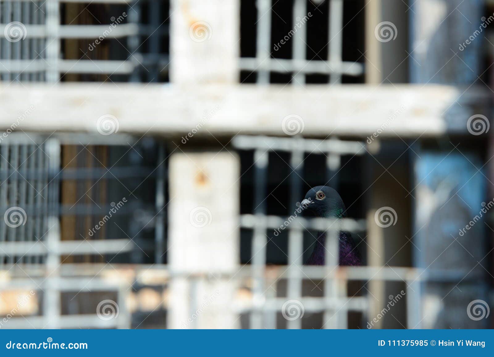 The Bird is Trapped in the Cage. Stock Image - Image of cagen, asia ...