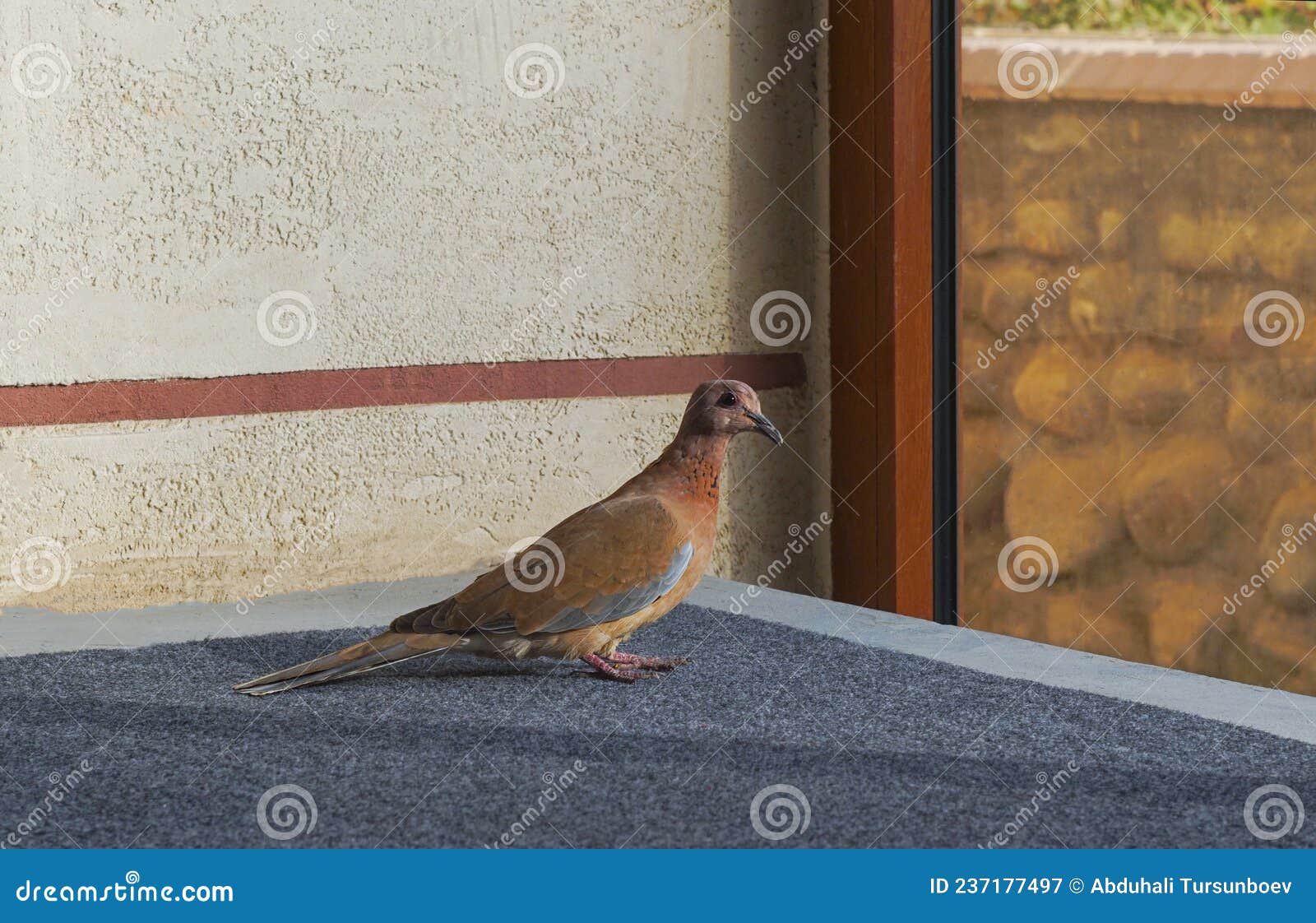 A bird trapped in a house stock image. Image of yellow - 237177497