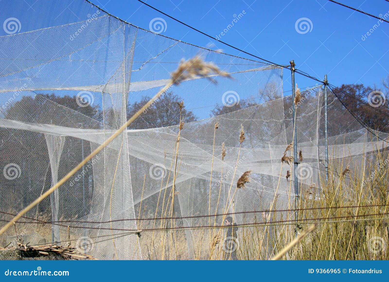 Bird trapping nets stock image. Image of horn, spring - 9366965