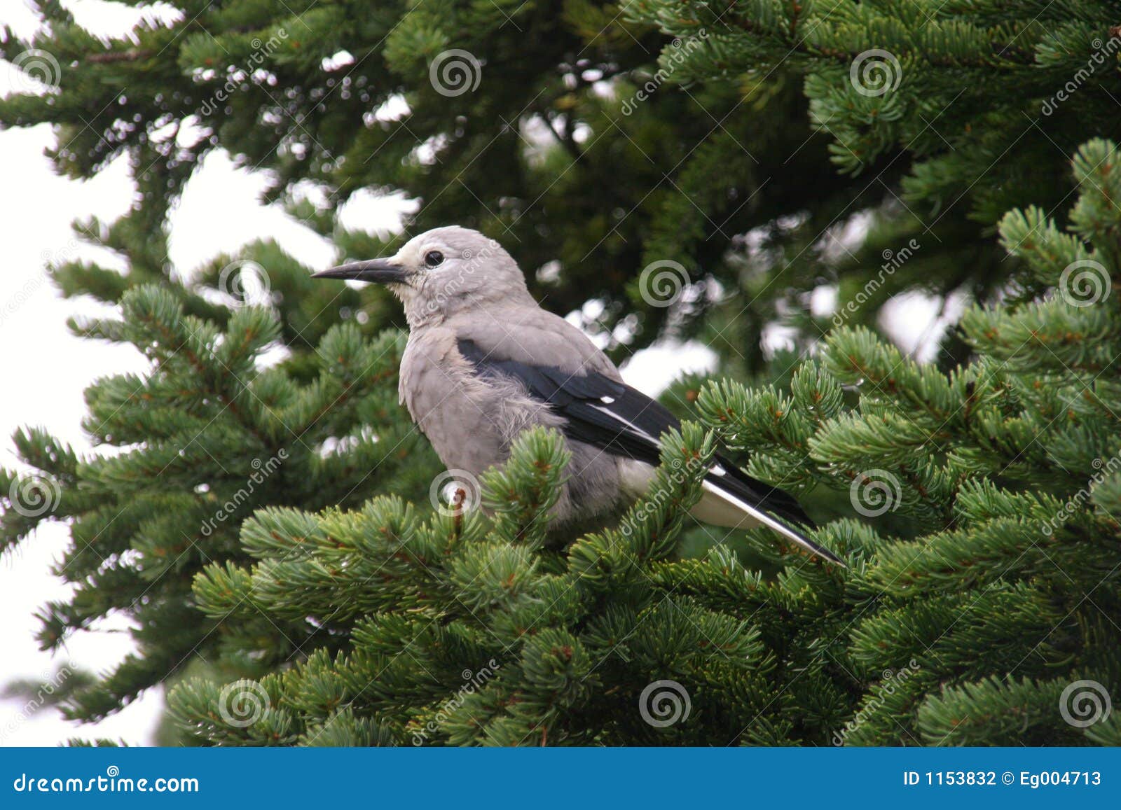 Bird on a Tree stock photo. Image of gray, great, natural - 1153832