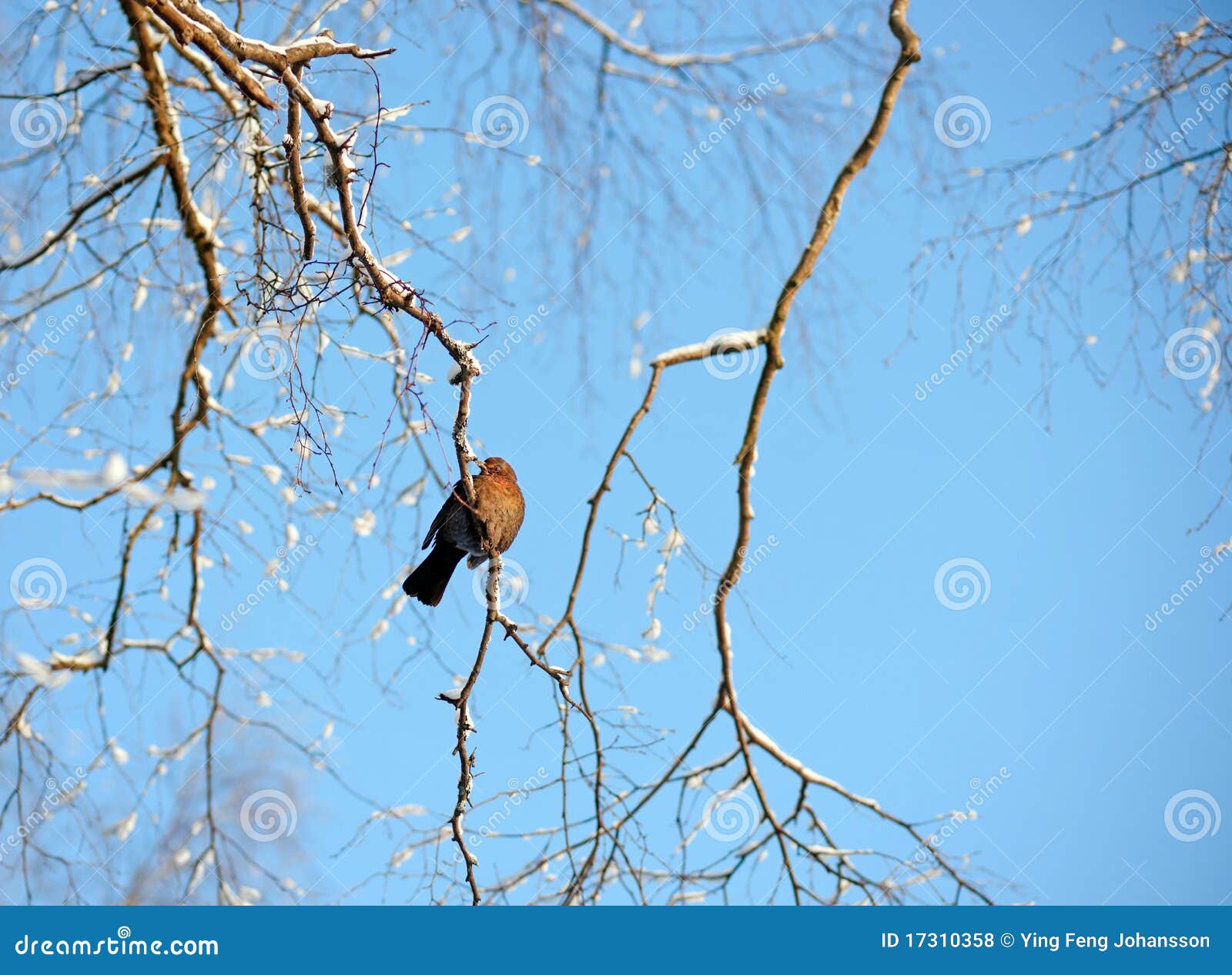 Bird in tree stock photo. Image of tree, blue, nature - 17310358