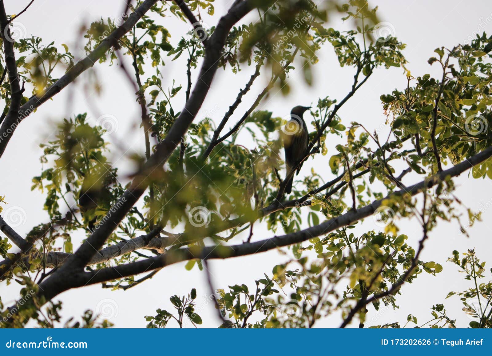 Bird on Tree stock photo. Image of bird, beautiful, nature - 173202626