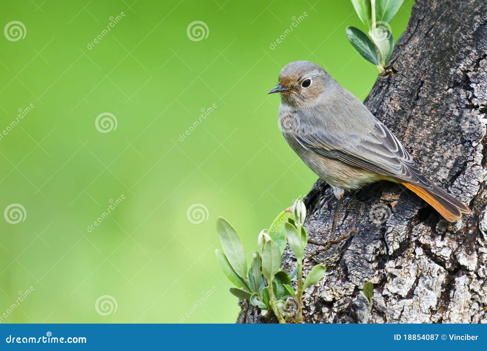 Bird on the tree stock image. Image of sitting, ornithology - 18854087