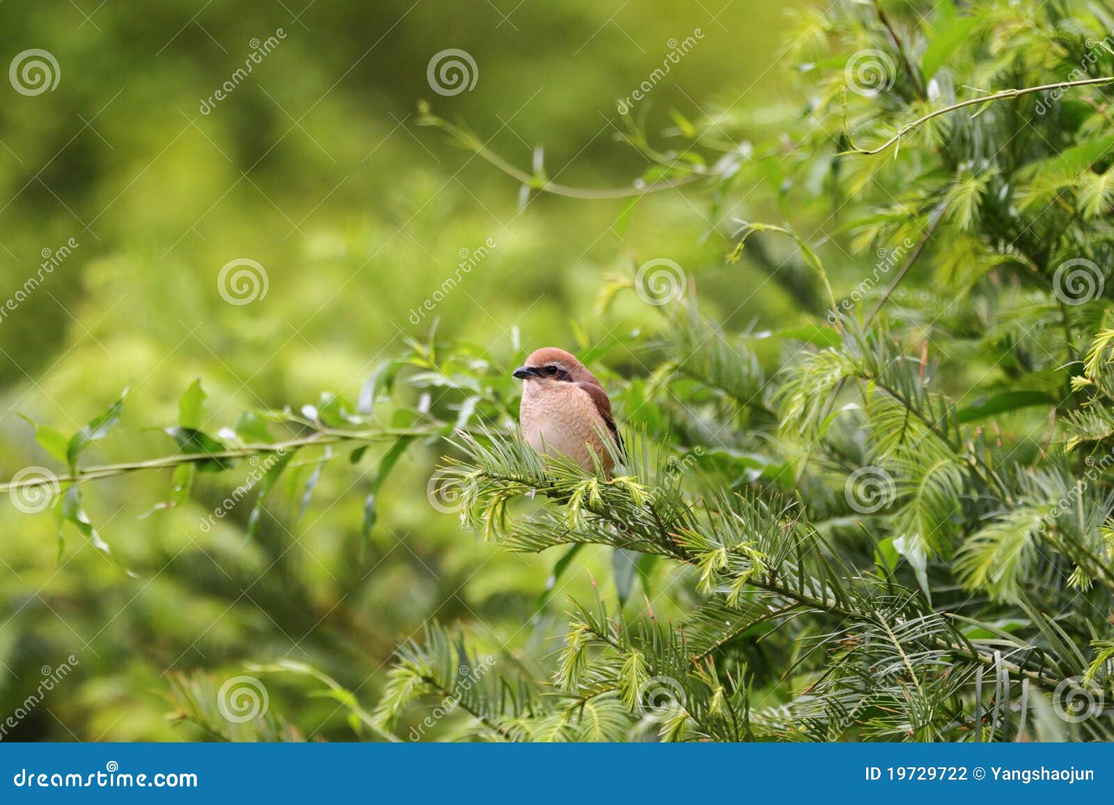 Bird in the tree stock photo. Image of shrike, wildlife - 19729722