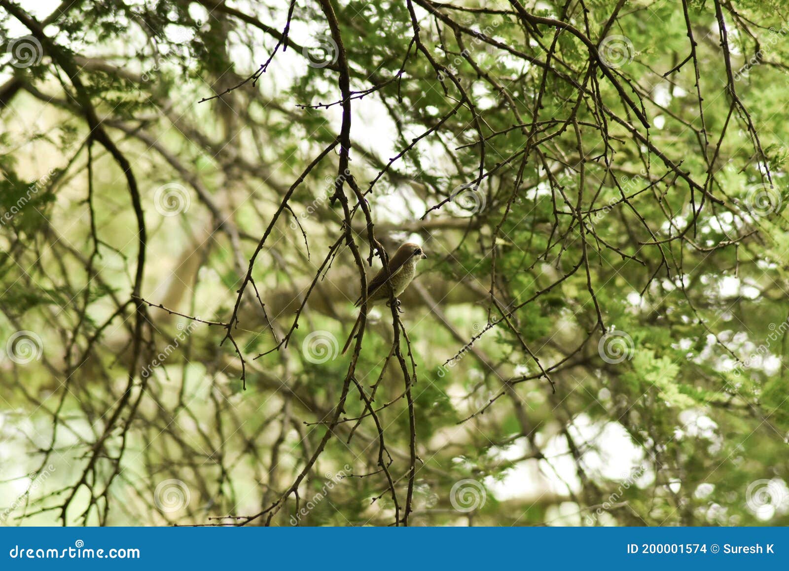 Bird and tree stock photo. Image of wildlife, forest - 200001574