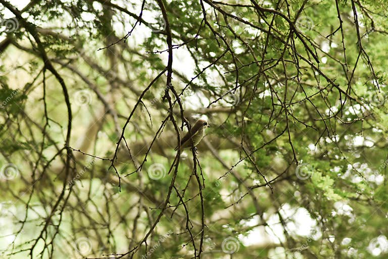 Bird and tree stock photo. Image of wildlife, forest - 200001574