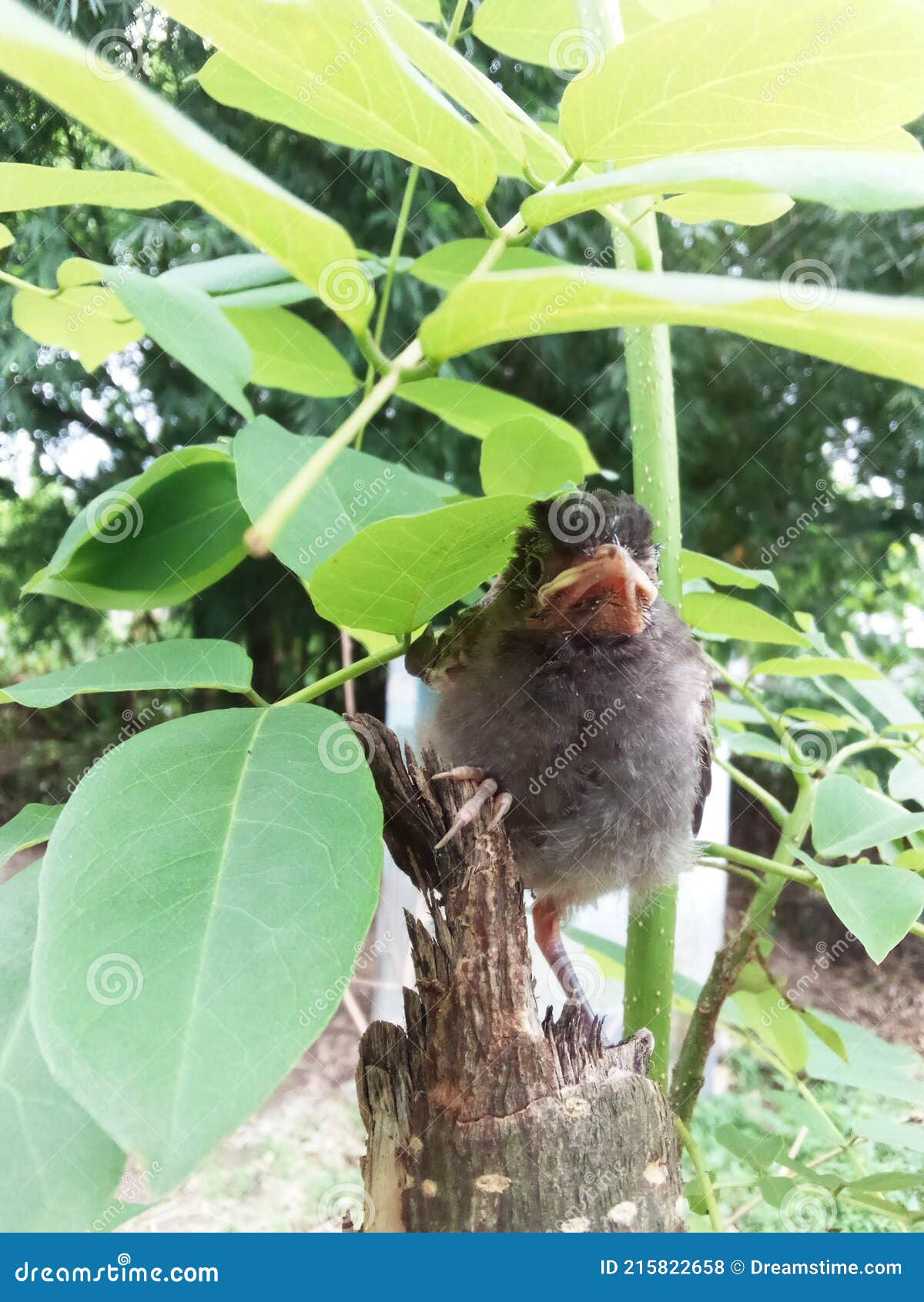Bird in tree stock photo. Image of produce, leaf, tree - 215822658