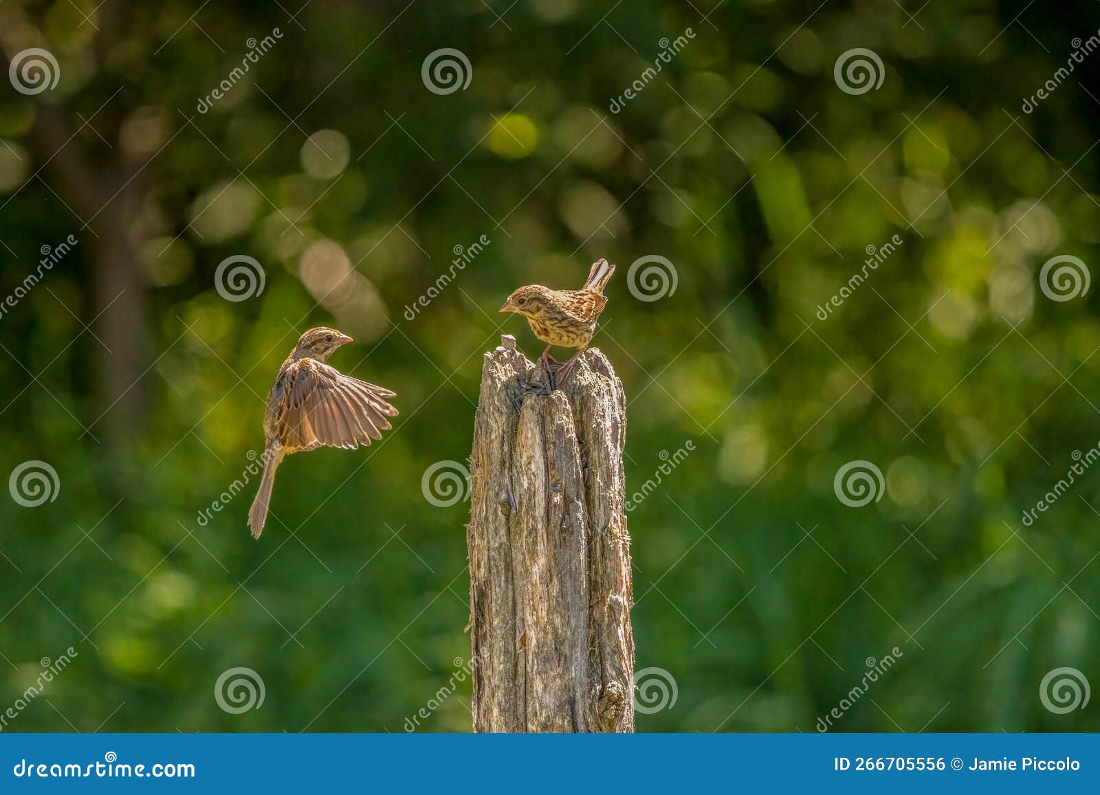 Bird on tree stock photo. Image of nature, leaf, bird - 266705556