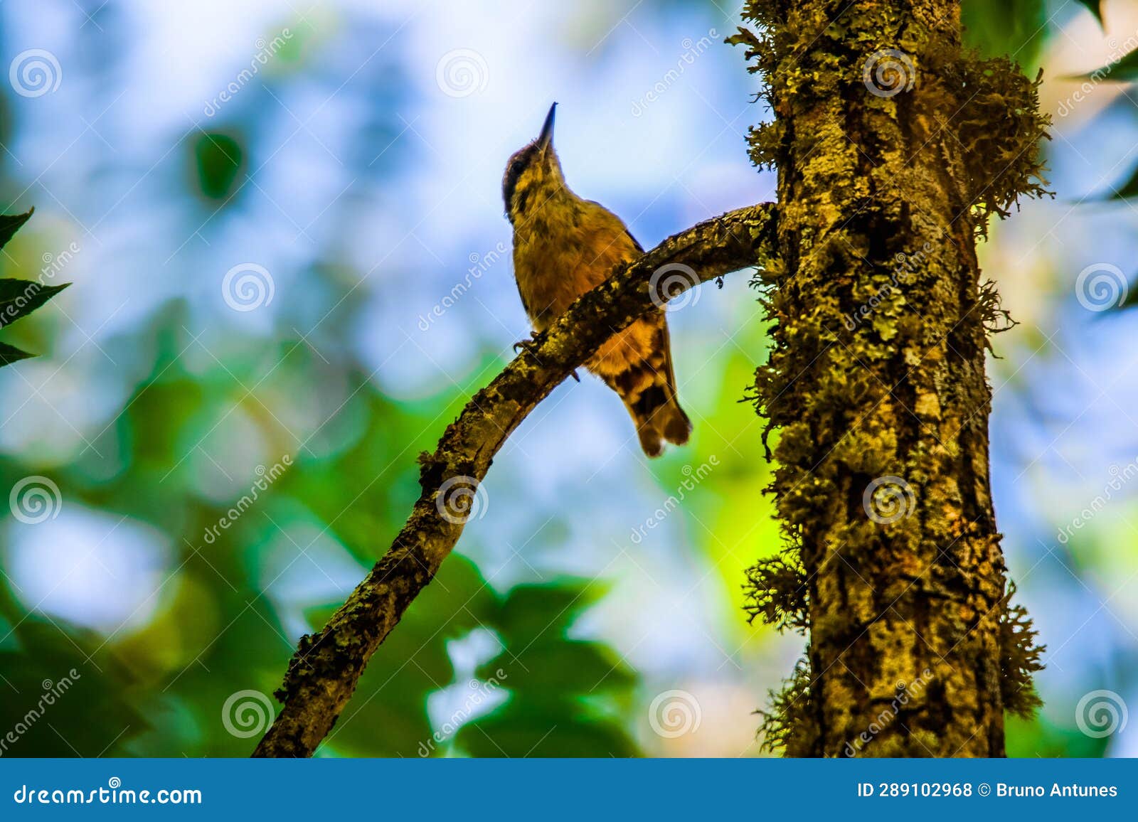 Bird in the tree stock photo. Image of animal, green - 289102968