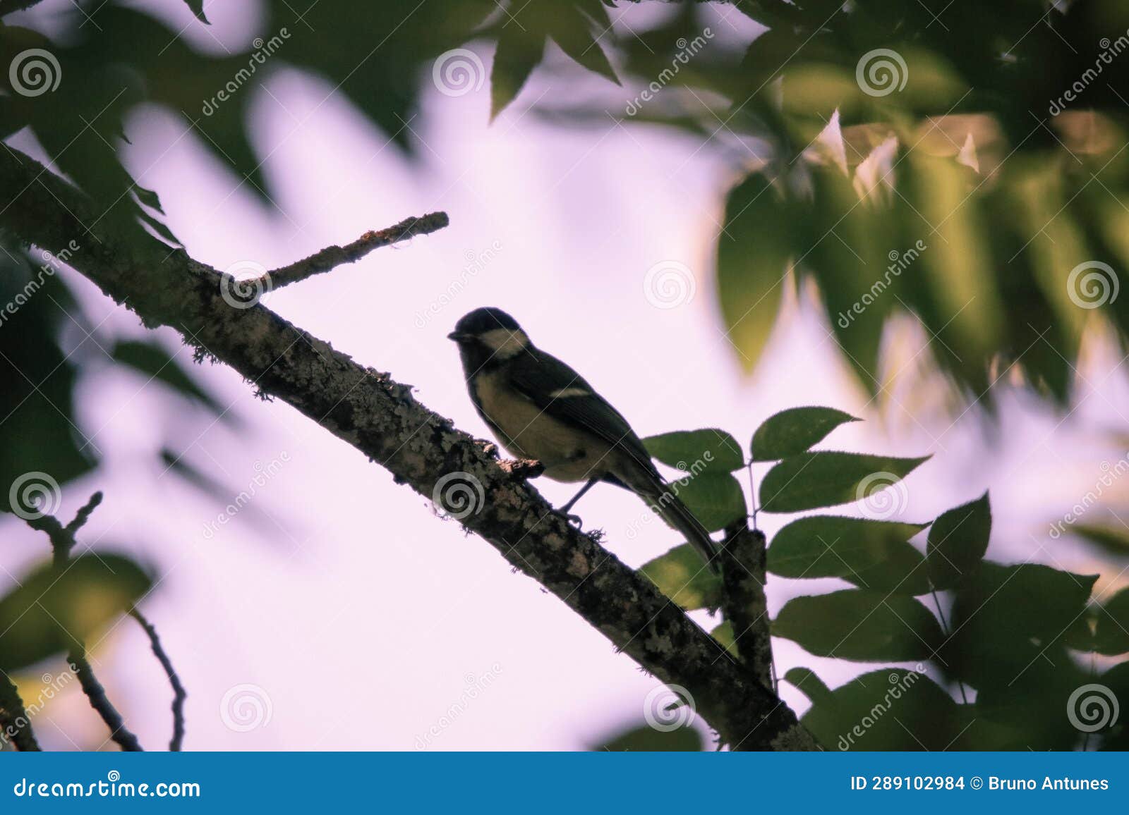 Bird in the tree stock photo. Image of green, tree, leaf - 289102984