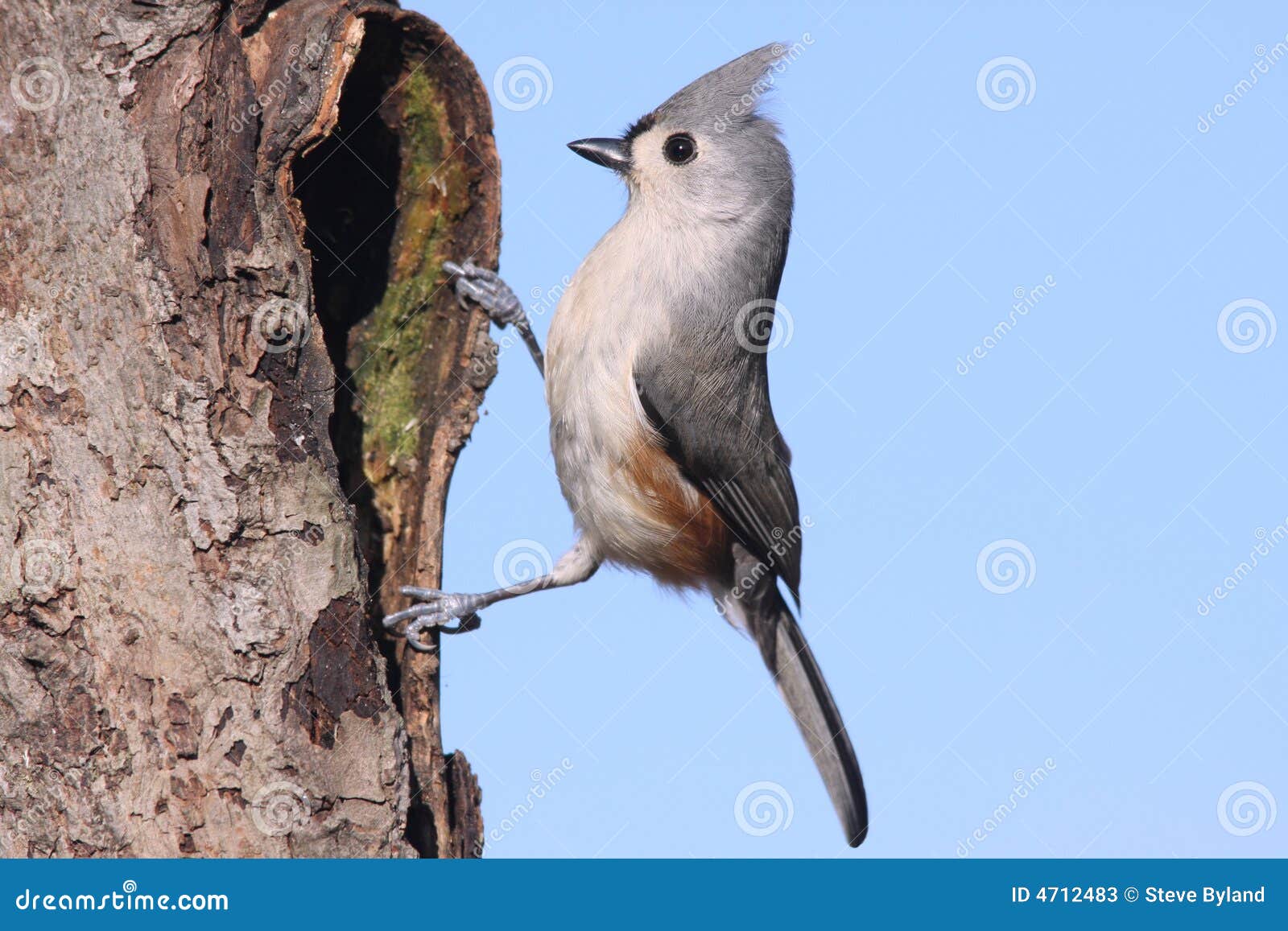 Bird on a Tree stock image. Image of animal, baeolophus - 4712483