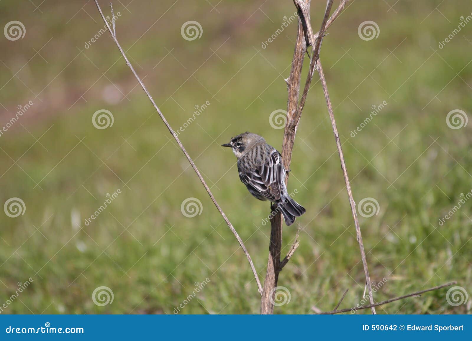 Bird Tree stock photo. Image of birds, nature, sparrow - 590642