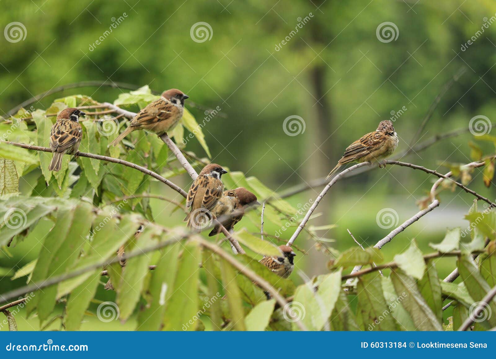 Bird stock photo. Image of animal, garden, tree, bird - 60313184
