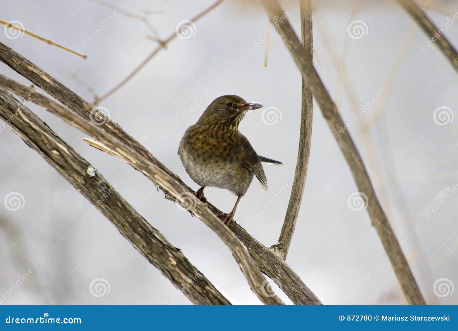 Bird on a tree stock photo. Image of wildlife, wild, animals - 872700