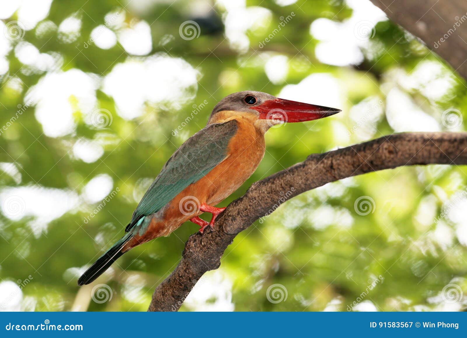Bird on tree stock image. Image of blue, fisher, wings - 91583567