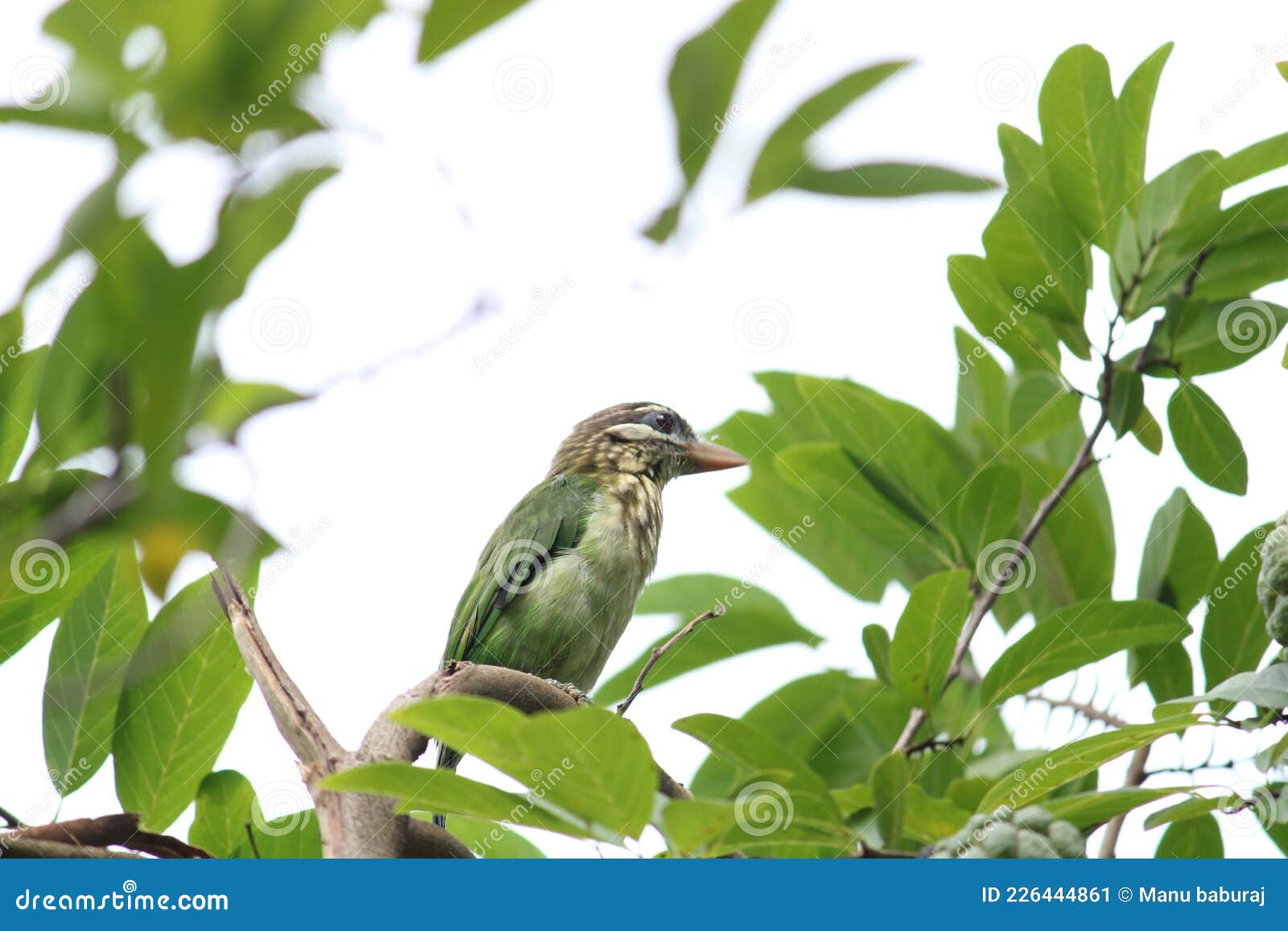 A bird on a tree. stock image. Image of insect, nature - 226444861