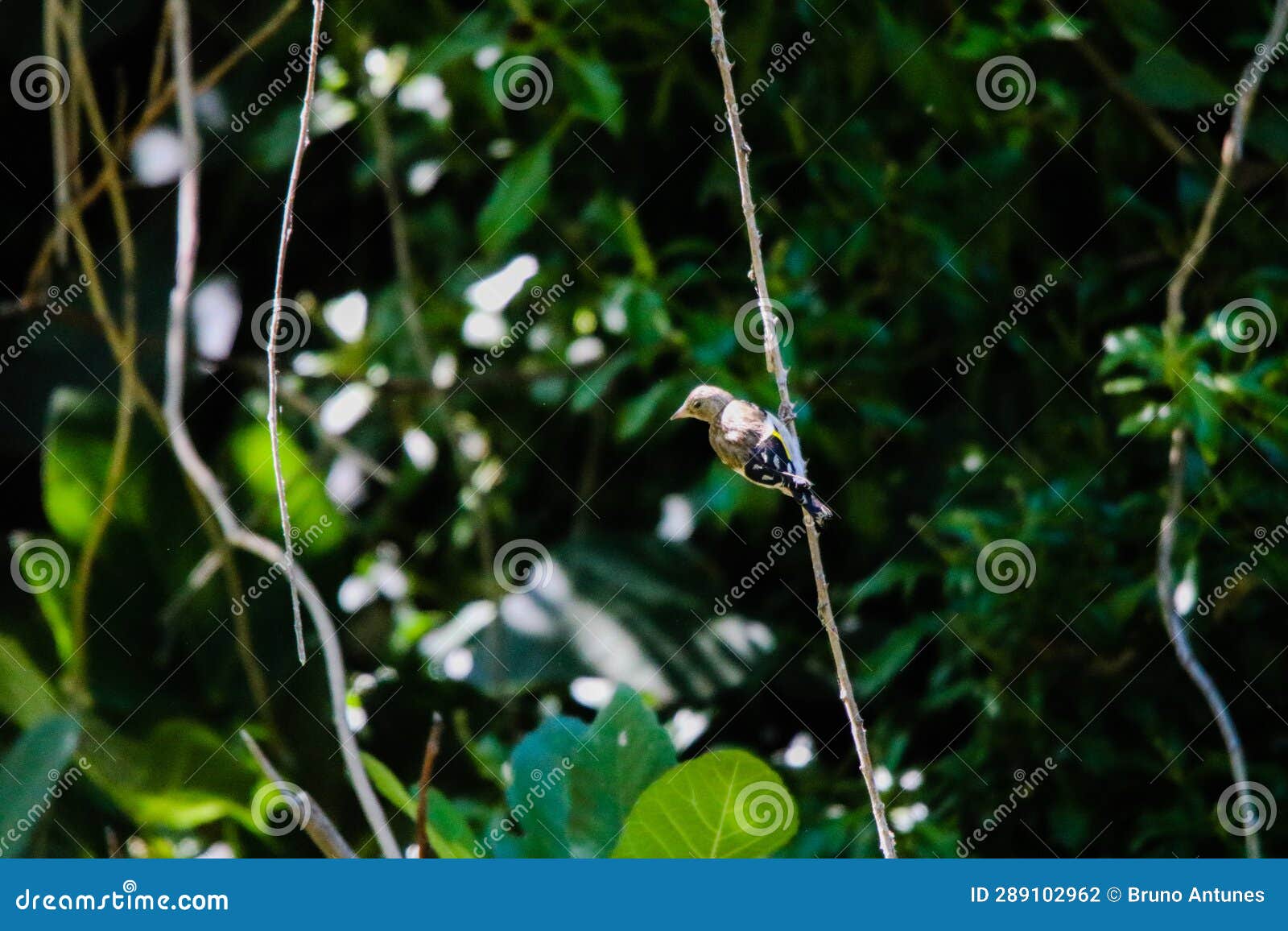 Bird in the tree stock photo. Image of green, wildlife - 289102962