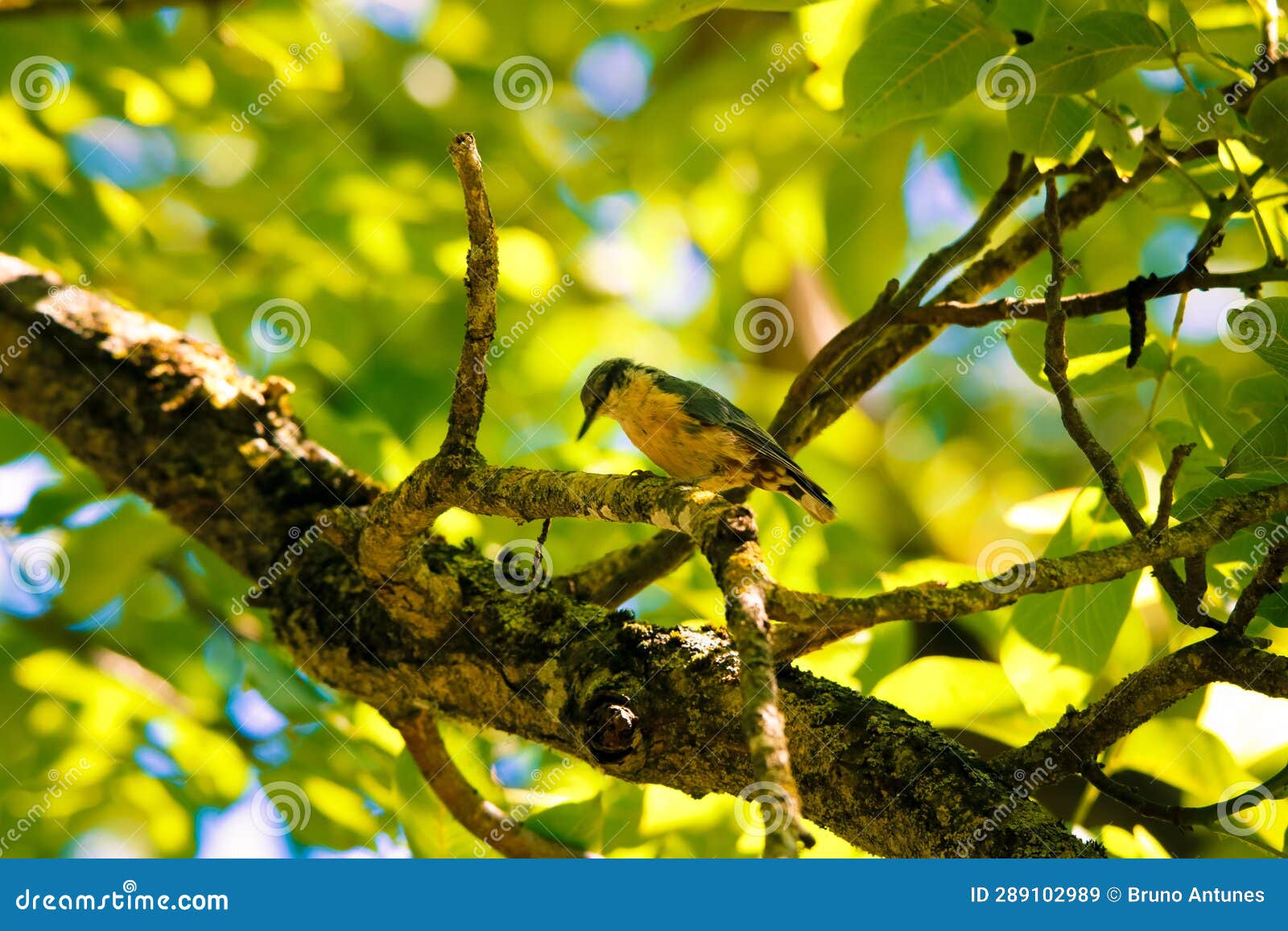 Bird in the tree stock image. Image of produce, flower - 289102989