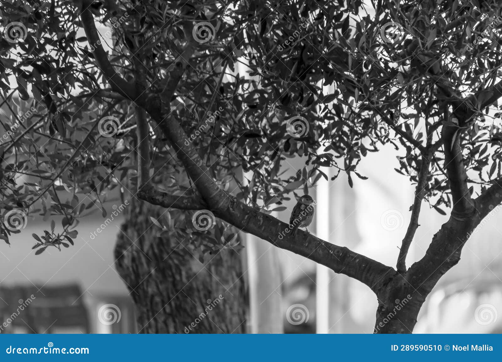 A bird on a tree stock photo. Image of outdoors, forest - 289590510