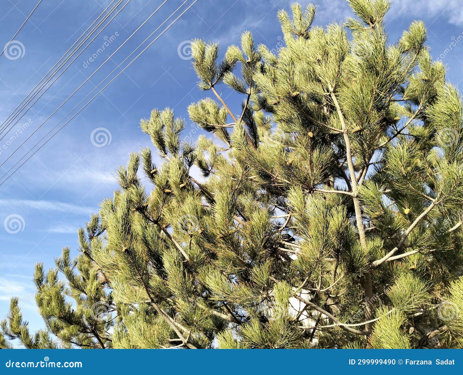 Bird in tree stock photo. Image of beautiful, graphic - 299999490