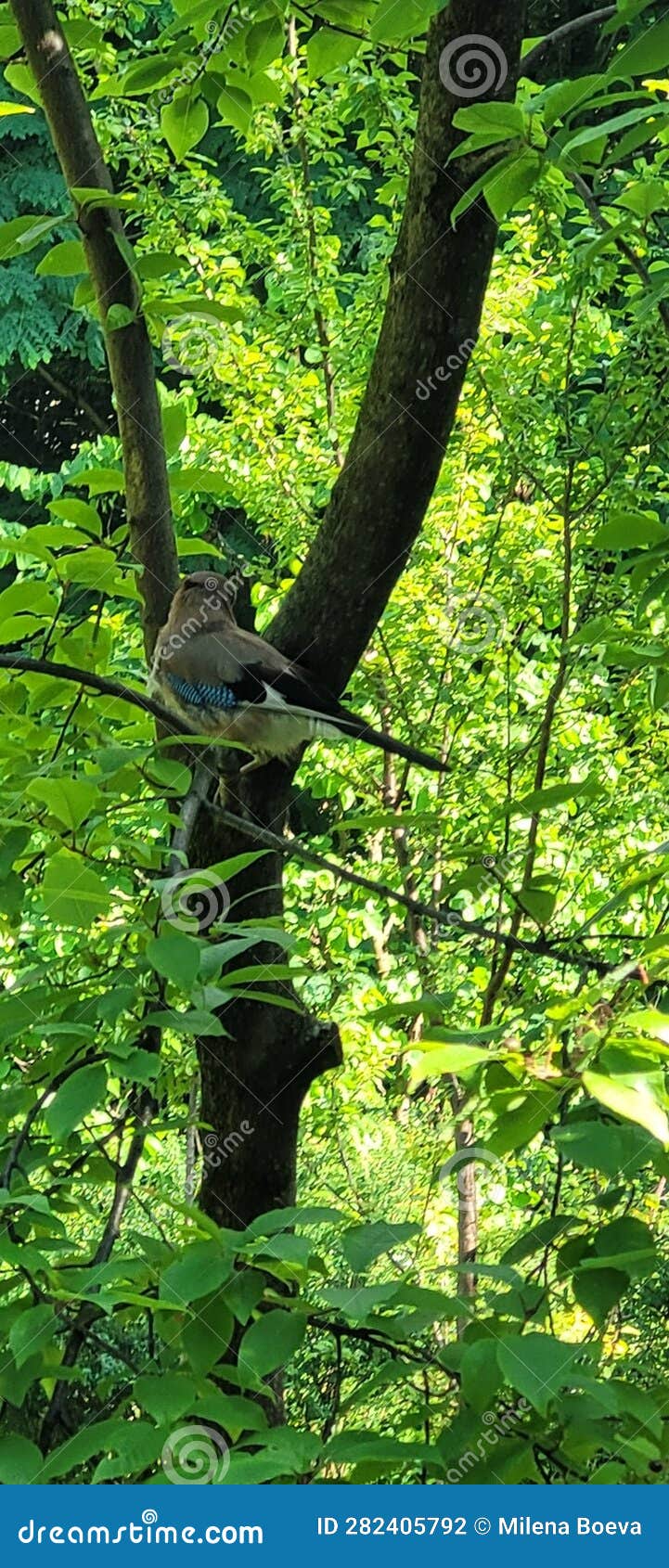 A Bird in a Tree,botanical Garden Stock Photo - Image of bird, garden ...