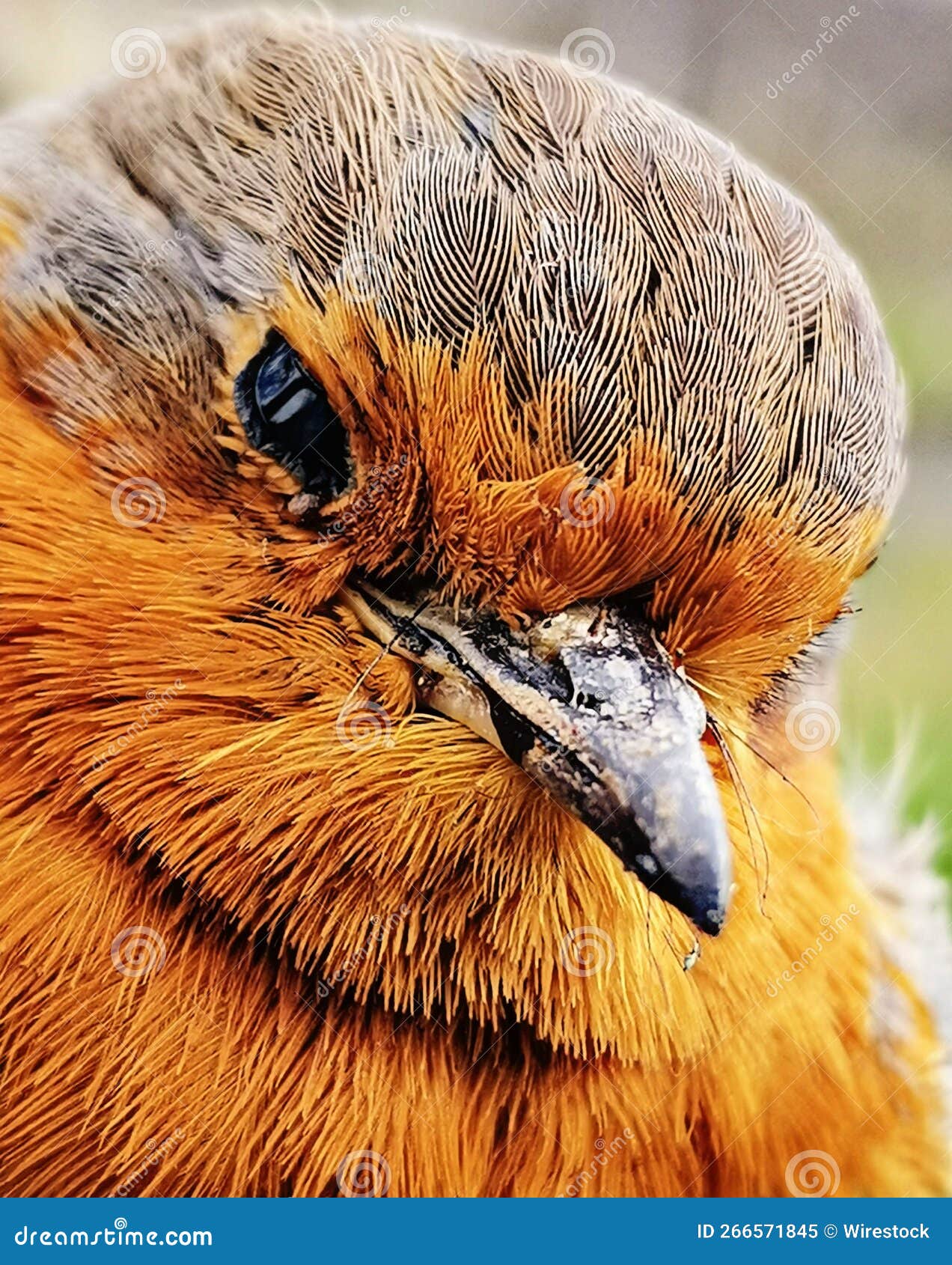 A bird on tree branch stock image. Image of wood, color - 266571845