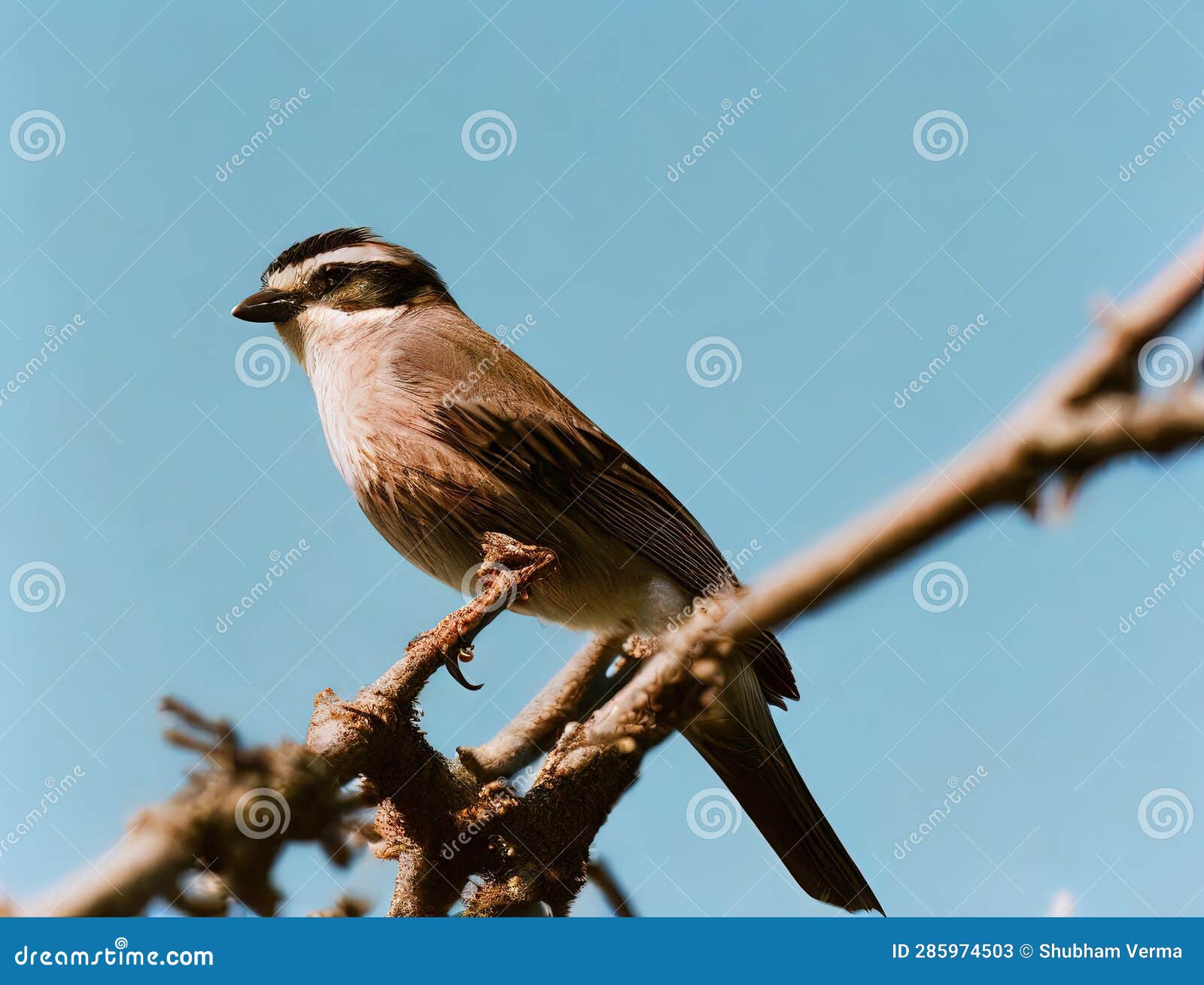 Bird on a tree branch stock image. Image of background - 285974503