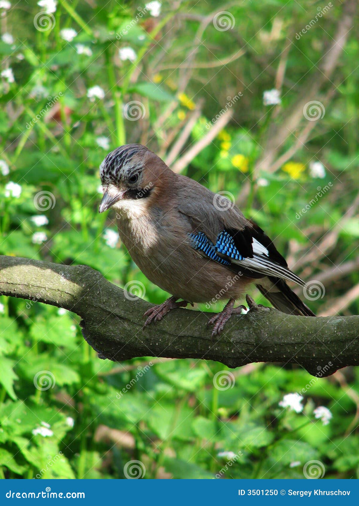 Bird on the tree branch stock photo. Image of fauna, forest - 3501250