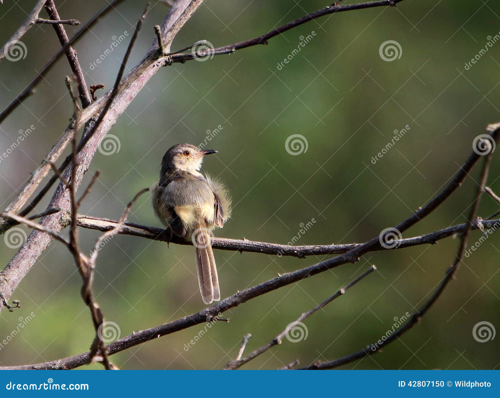 Bird stock photo. Image of bird, life, animal, tree, branch - 42807150