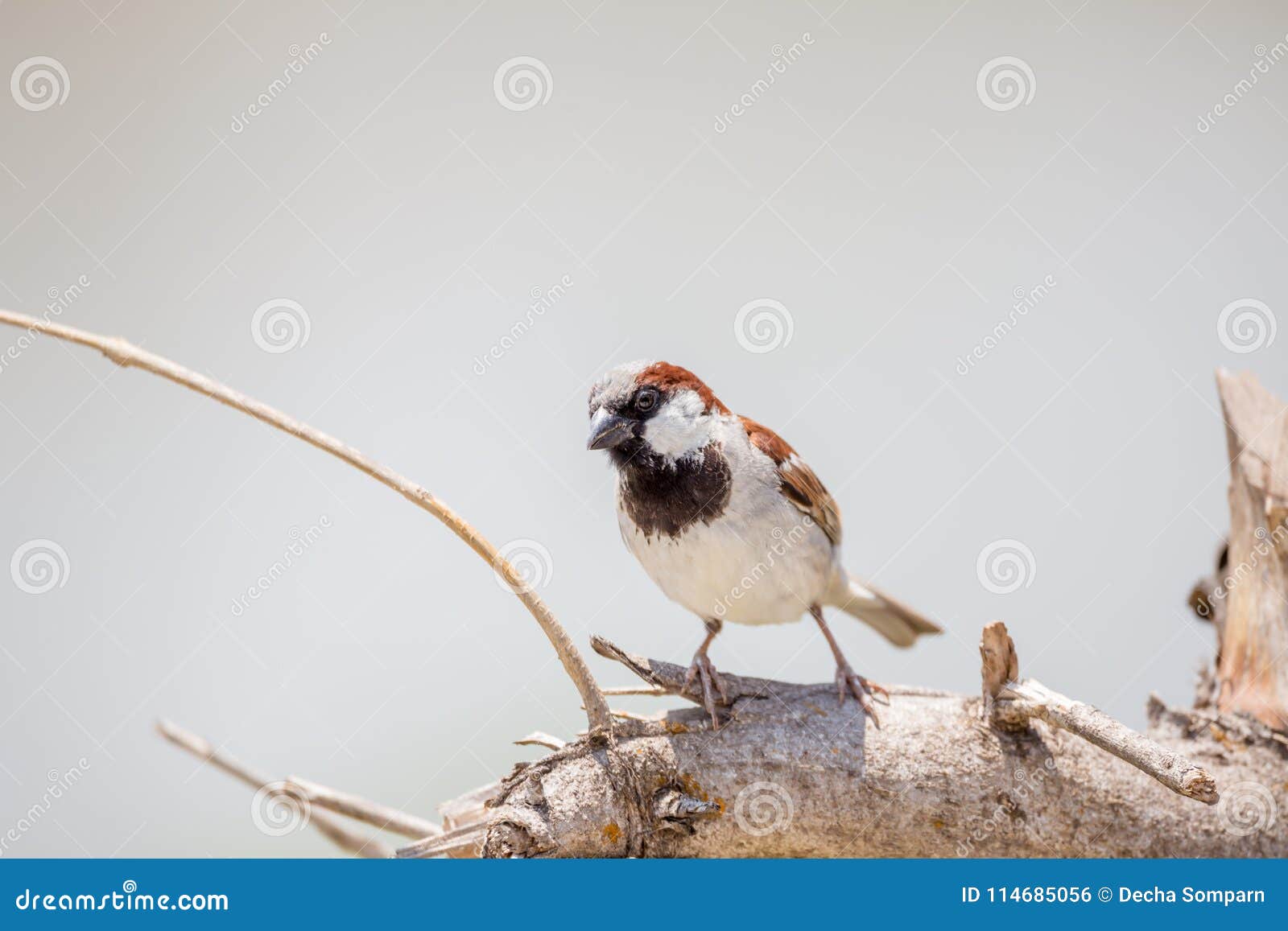 The Bird is on a Tree Branch Stock Photo - Image of branch, natural ...