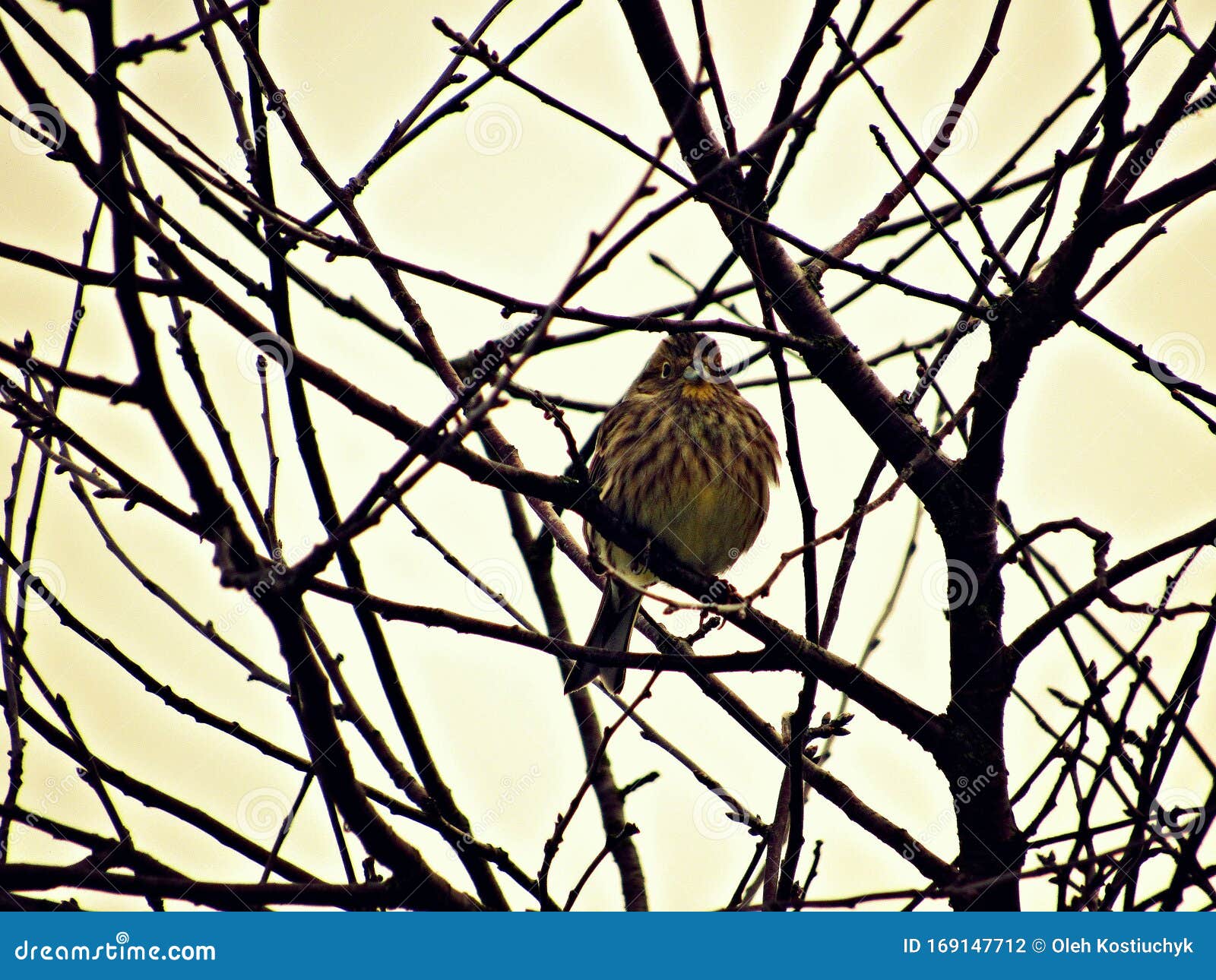 Bird on tree branch stock photo. Image of cherry, bird - 169147712