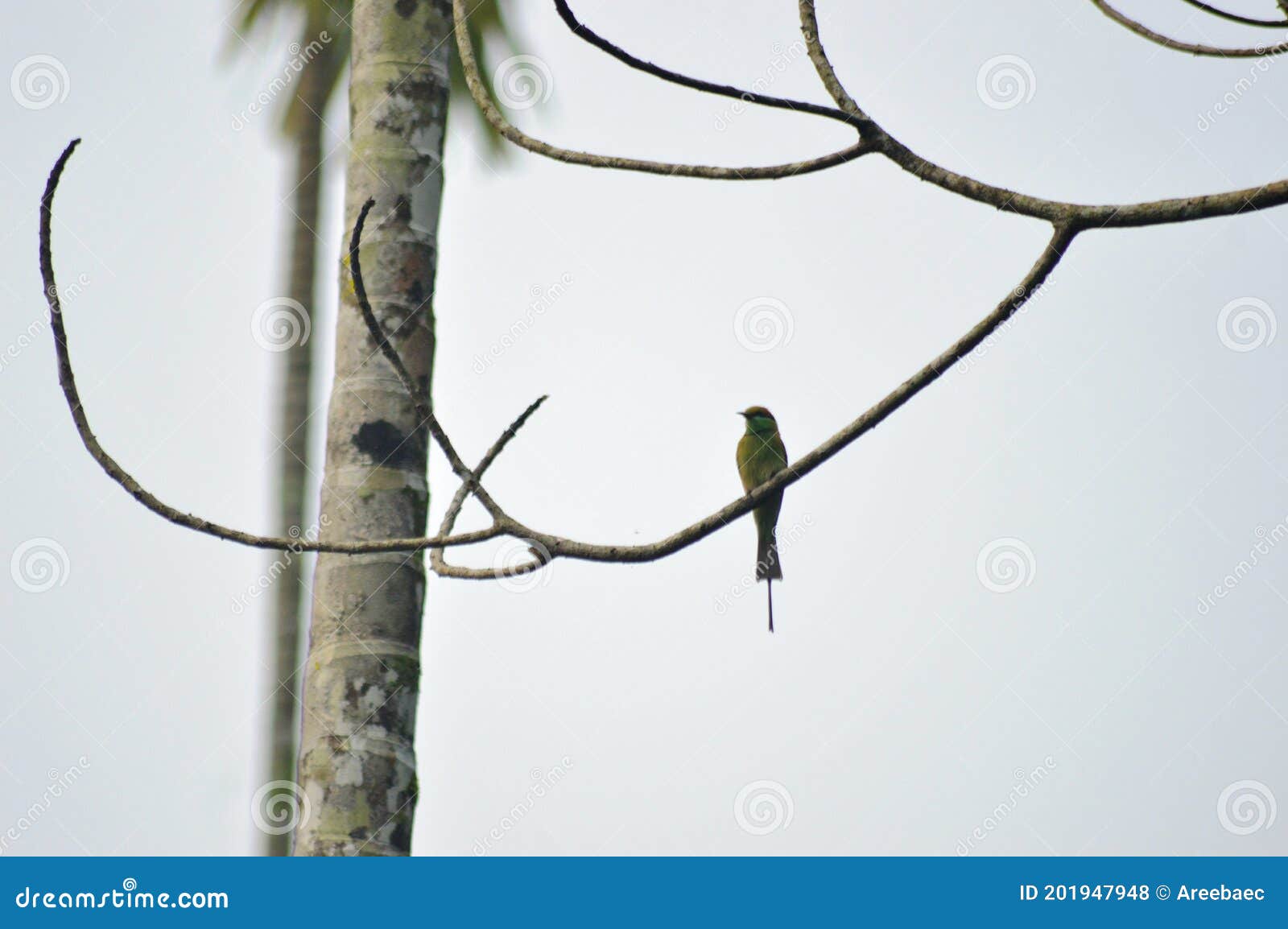 Bird on tree branch stock photo. Image of green, plant - 201947948