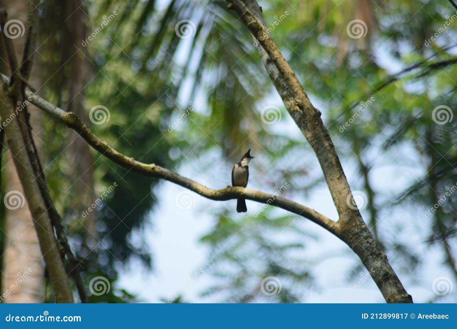 Bird on the tree branch stock image. Image of green - 212899817