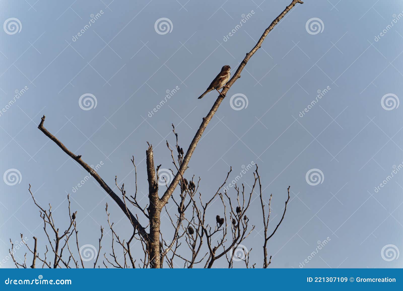 Bird on a tree branch stock image. Image of bird, flight - 221307109